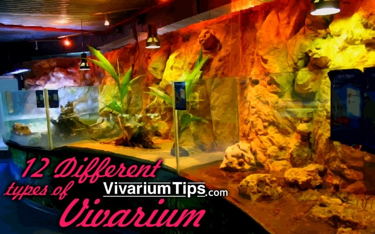 12 Types of Vivarium! Pictures + Informative Guide - VivariumTips