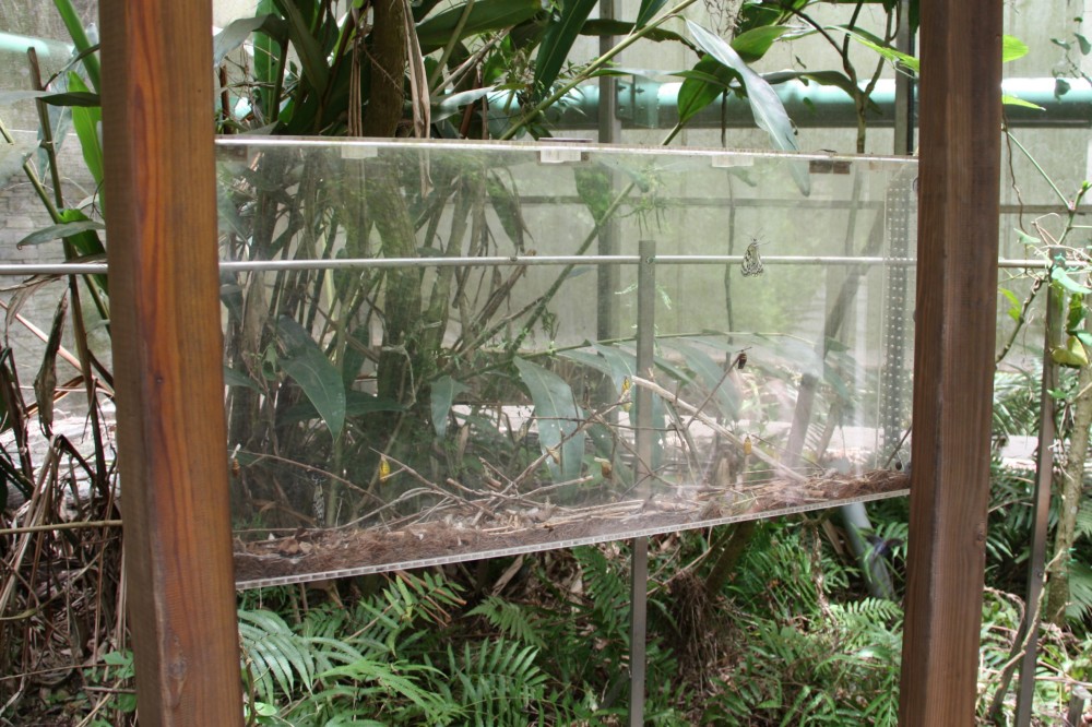 12 Types of Vivarium! (List + Images + Definition) - VivariumTips