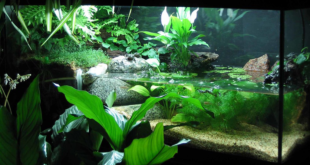 12 Types of Vivarium! (List + Images + Definition) - VivariumTips