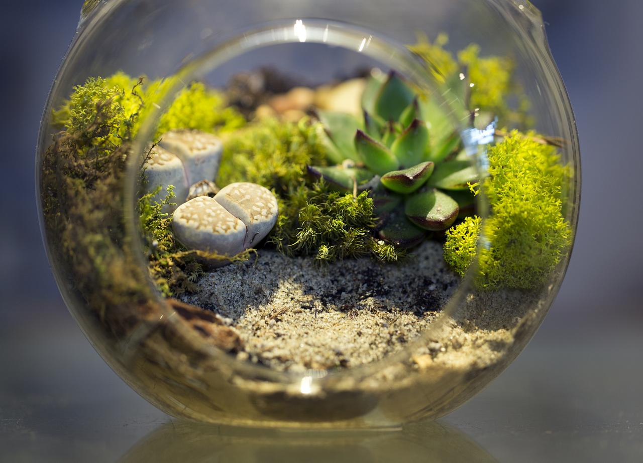 What's The Difference? Terrarium Vs. Vivarium Vs. Paludarium - VivariumTips What's The Difference? Terrarium Vs. Vivarium Vs. Paludarium - VivariumTips