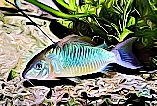 The COMPLETE List of All 163 Corydoras Species! - VivariumTips