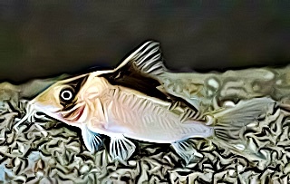 The COMPLETE List of All 163 Corydoras Species! - VivariumTips