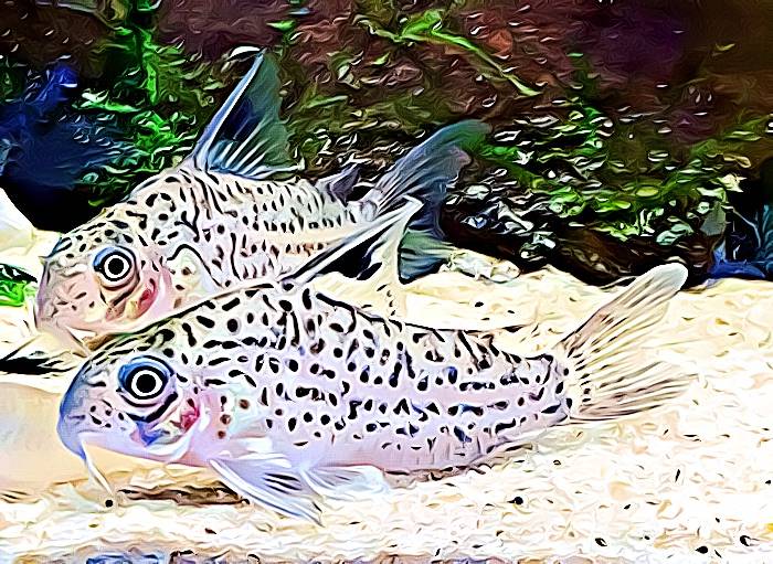 The COMPLETE List of All 163 Corydoras Species! - VivariumTips