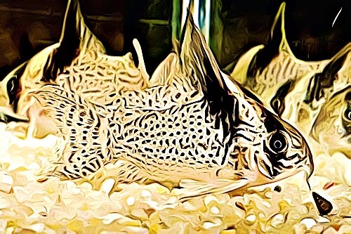 The COMPLETE List of All 163 Corydoras Species! - VivariumTips