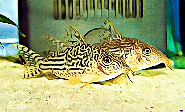 The COMPLETE List of All 163 Corydoras Species! - VivariumTips