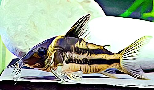 The COMPLETE List of All 163 Corydoras Species! - VivariumTips