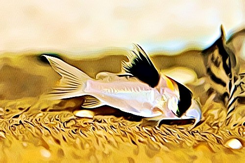 The COMPLETE List of All 163 Corydoras Species! - VivariumTips