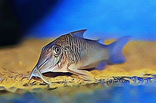 The COMPLETE List of All 163 Corydoras Species! - VivariumTips
