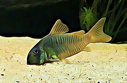 The COMPLETE List of All 163 Corydoras Species! - VivariumTips