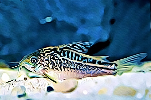 The COMPLETE List of All 163 Corydoras Species! - VivariumTips