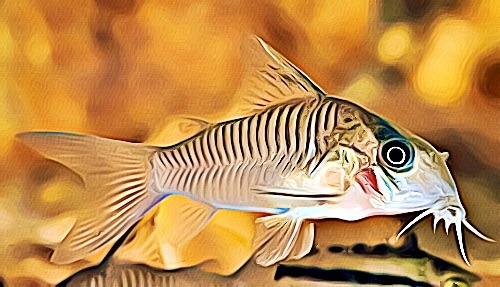 The COMPLETE List of All 163 Corydoras Species! - VivariumTips