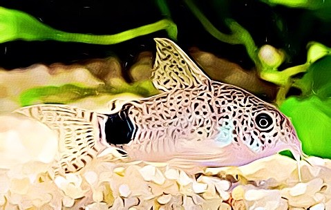 The COMPLETE List of All 163 Corydoras Species! - VivariumTips