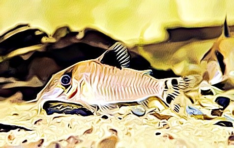 The COMPLETE List of All 163 Corydoras Species! - VivariumTips