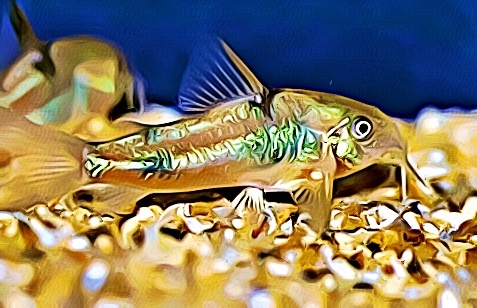 The COMPLETE List of All 163 Corydoras Species! - VivariumTips