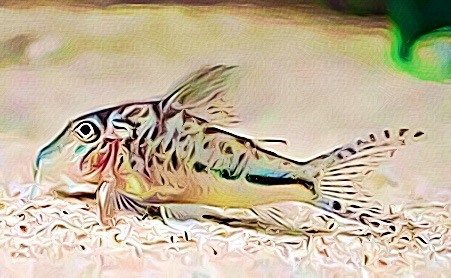 The COMPLETE List of All 163 Corydoras Species! - VivariumTips