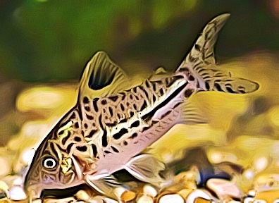 The COMPLETE List of All 163 Corydoras Species! - VivariumTips