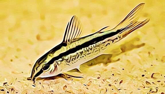 The COMPLETE List of All 163 Corydoras Species! - VivariumTips