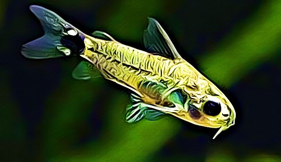 The COMPLETE List of All 163 Corydoras Species! - VivariumTips