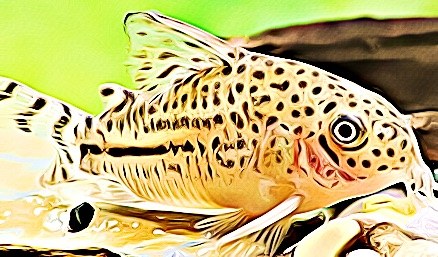 The COMPLETE List of All 163 Corydoras Species! - VivariumTips