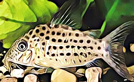 The COMPLETE List of All 163 Corydoras Species! - VivariumTips