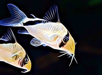 The COMPLETE List of All 163 Corydoras Species! - VivariumTips