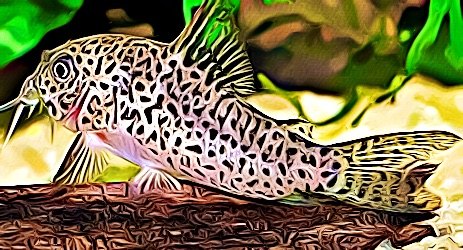 The COMPLETE List of All 163 Corydoras Species! - VivariumTips