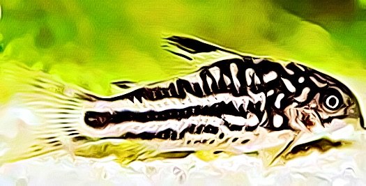 The COMPLETE List of All 163 Corydoras Species! - VivariumTips