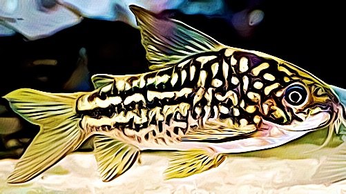 The COMPLETE List of All 163 Corydoras Species! - VivariumTips
