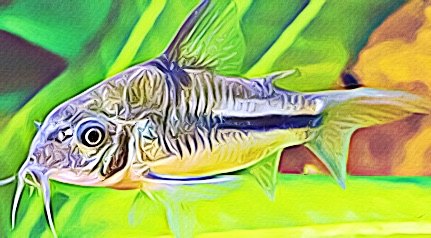 The COMPLETE List of All 163 Corydoras Species! - VivariumTips