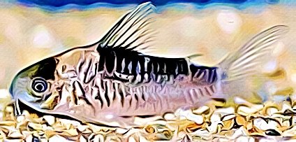 The COMPLETE List of All 163 Corydoras Species! - VivariumTips