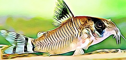 The COMPLETE List of All 163 Corydoras Species! - VivariumTips