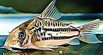The COMPLETE List of All 163 Corydoras Species! - VivariumTips