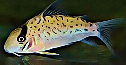 The COMPLETE List of All 163 Corydoras Species! - VivariumTips