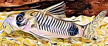 The COMPLETE List of All 163 Corydoras Species! - VivariumTips