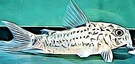 The COMPLETE List of All 163 Corydoras Species! - VivariumTips