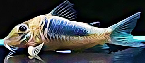 The COMPLETE List of All 163 Corydoras Species! - VivariumTips