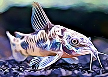 The COMPLETE List of All 163 Corydoras Species! - VivariumTips