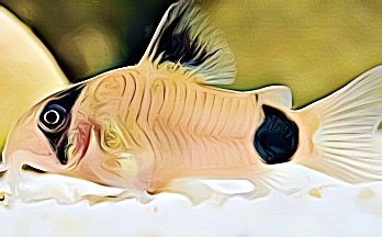 The COMPLETE List of All 163 Corydoras Species! - VivariumTips