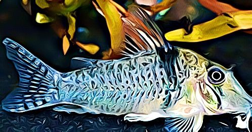 The COMPLETE List of All 163 Corydoras Species! - VivariumTips