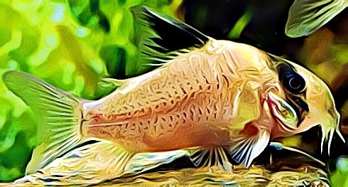 The COMPLETE List of All 163 Corydoras Species! - VivariumTips