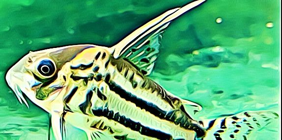 The COMPLETE List of All 163 Corydoras Species! - VivariumTips
