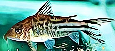 The COMPLETE List of All 163 Corydoras Species! - VivariumTips