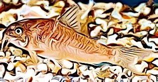 The COMPLETE List of All 163 Corydoras Species! - VivariumTips