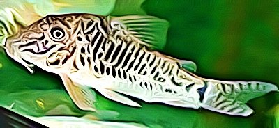 The COMPLETE List of All 163 Corydoras Species! - VivariumTips