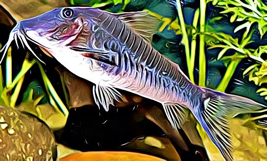 The COMPLETE List of All 163 Corydoras Species! - VivariumTips
