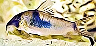The COMPLETE List of All 163 Corydoras Species! - VivariumTips