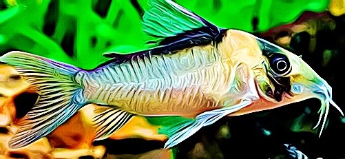 The COMPLETE List of All 163 Corydoras Species! - VivariumTips