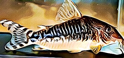 The COMPLETE List of All 163 Corydoras Species! - VivariumTips
