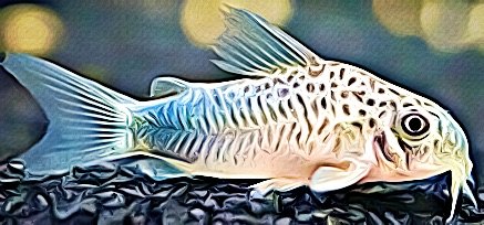 The COMPLETE List of All 163 Corydoras Species! - VivariumTips