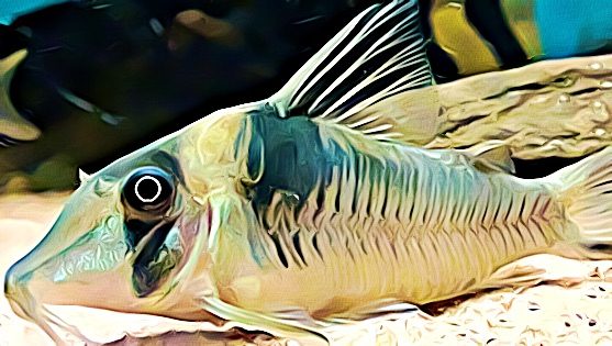 The COMPLETE List of All 163 Corydoras Species! - VivariumTips